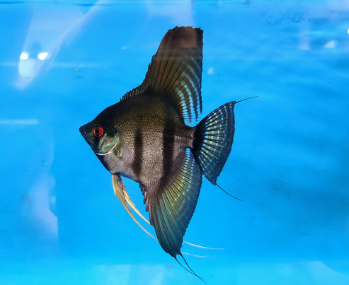 Adult 25% Santa Isabel Black lace angelfish – JC Angelfish
