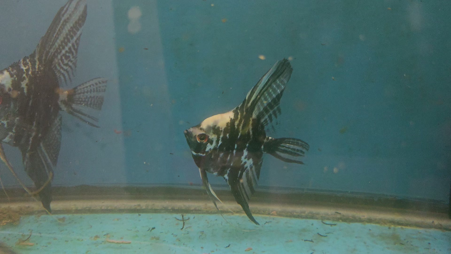 Breeding pairs – JC Angelfish