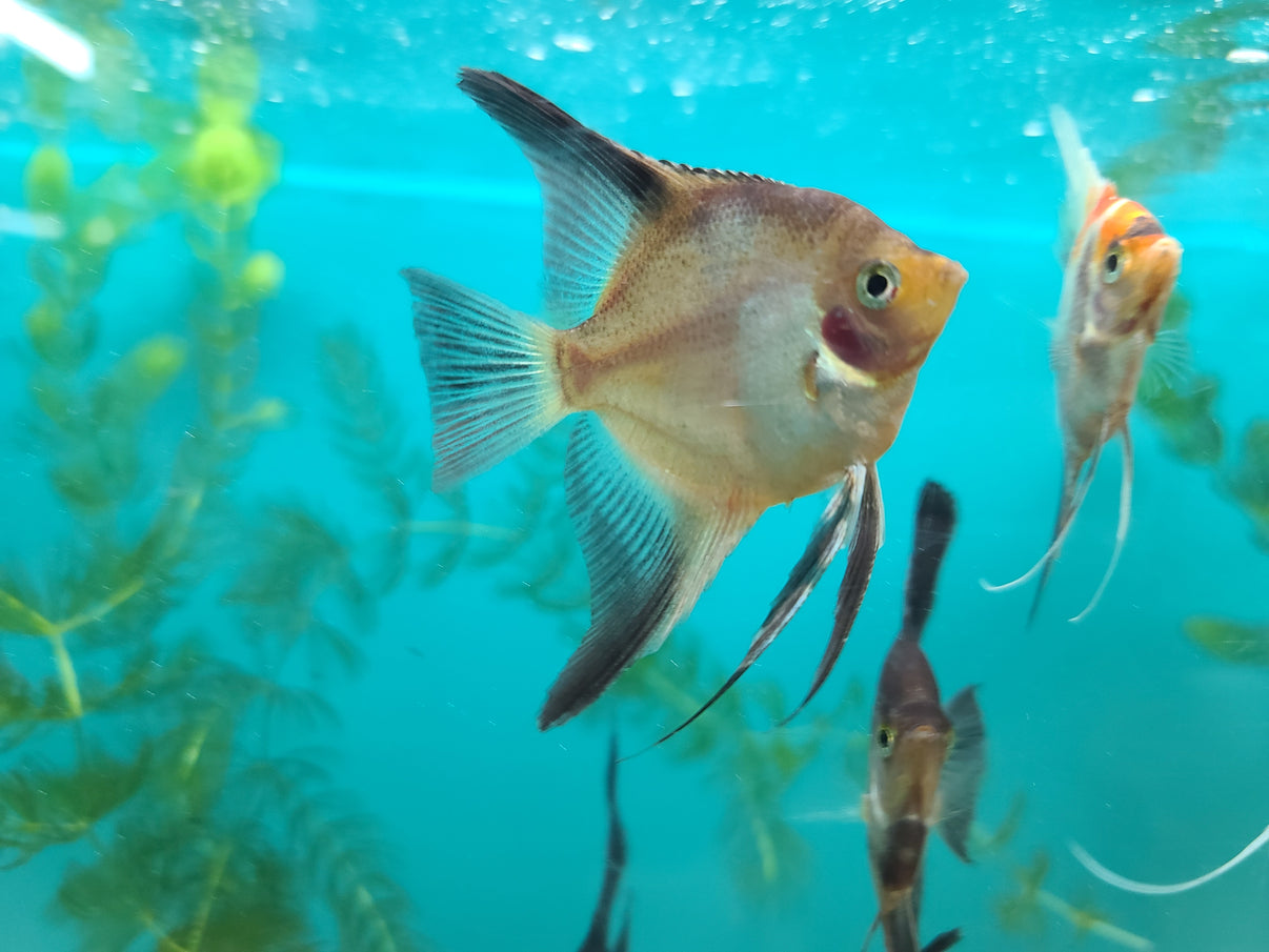Blushing Bulgarian Sealpoint Angelfish – JC Angelfish