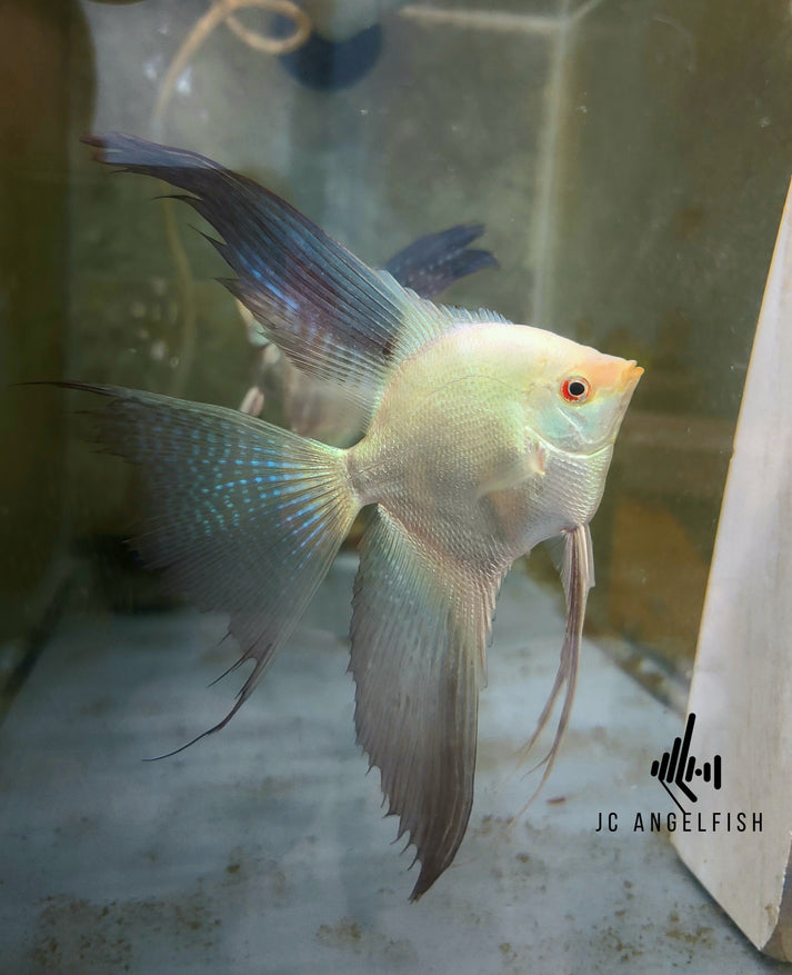Bulgarian Sealpoint angelfish – JC Angelfish