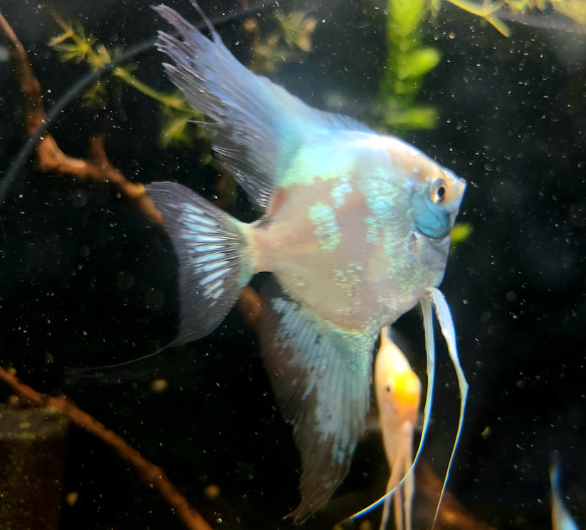 Paraiba angelfish (Pterophyllum scalare) – JC Angelfish