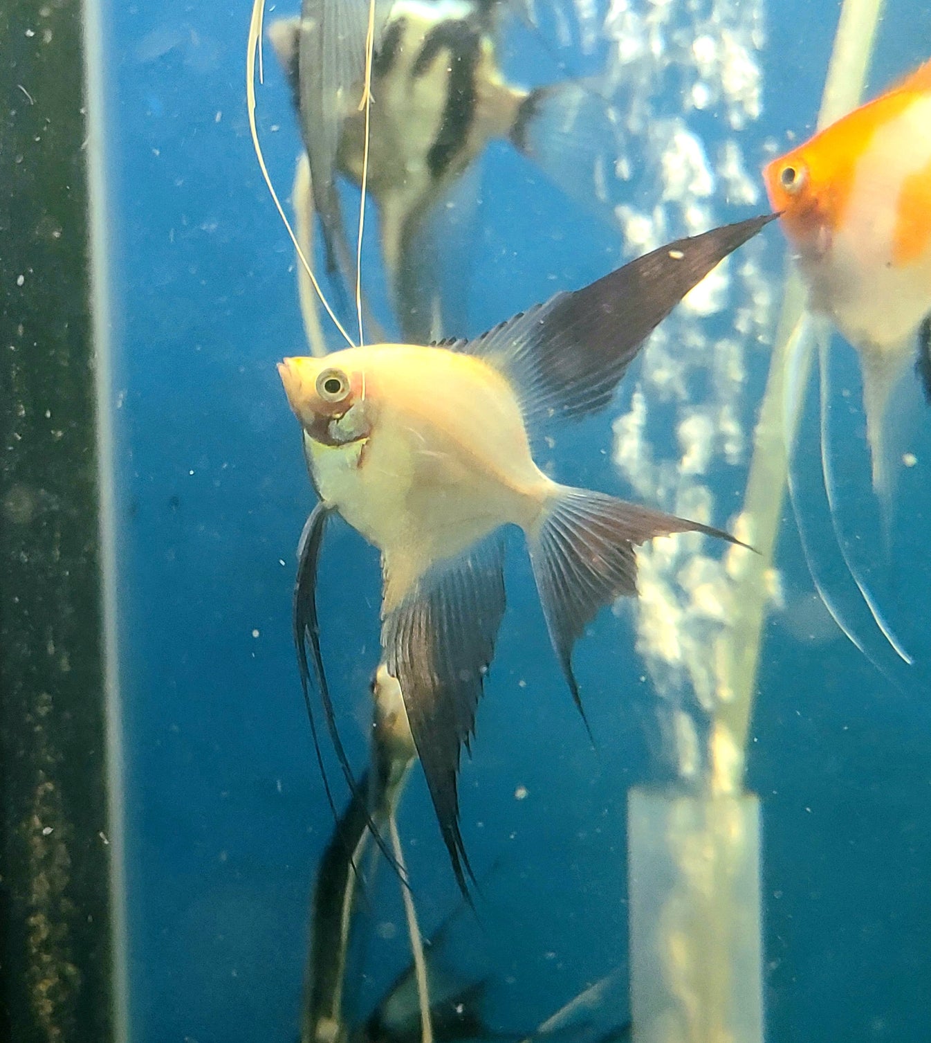 Blushing Bulgarian Sealpoint Angelfish – JC Angelfish