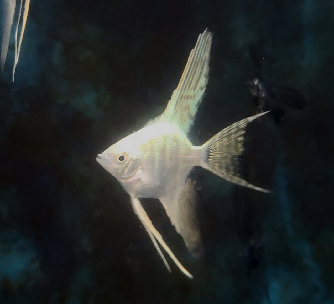 Angelfish – Page 2 – JC Angelfish