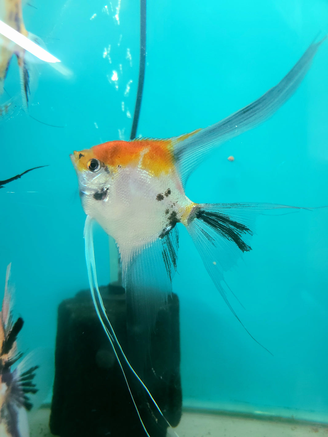 Angelfish – JC Angelfish