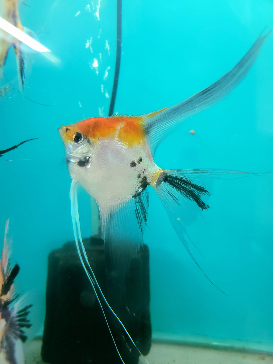 Angelfish – JC Angelfish