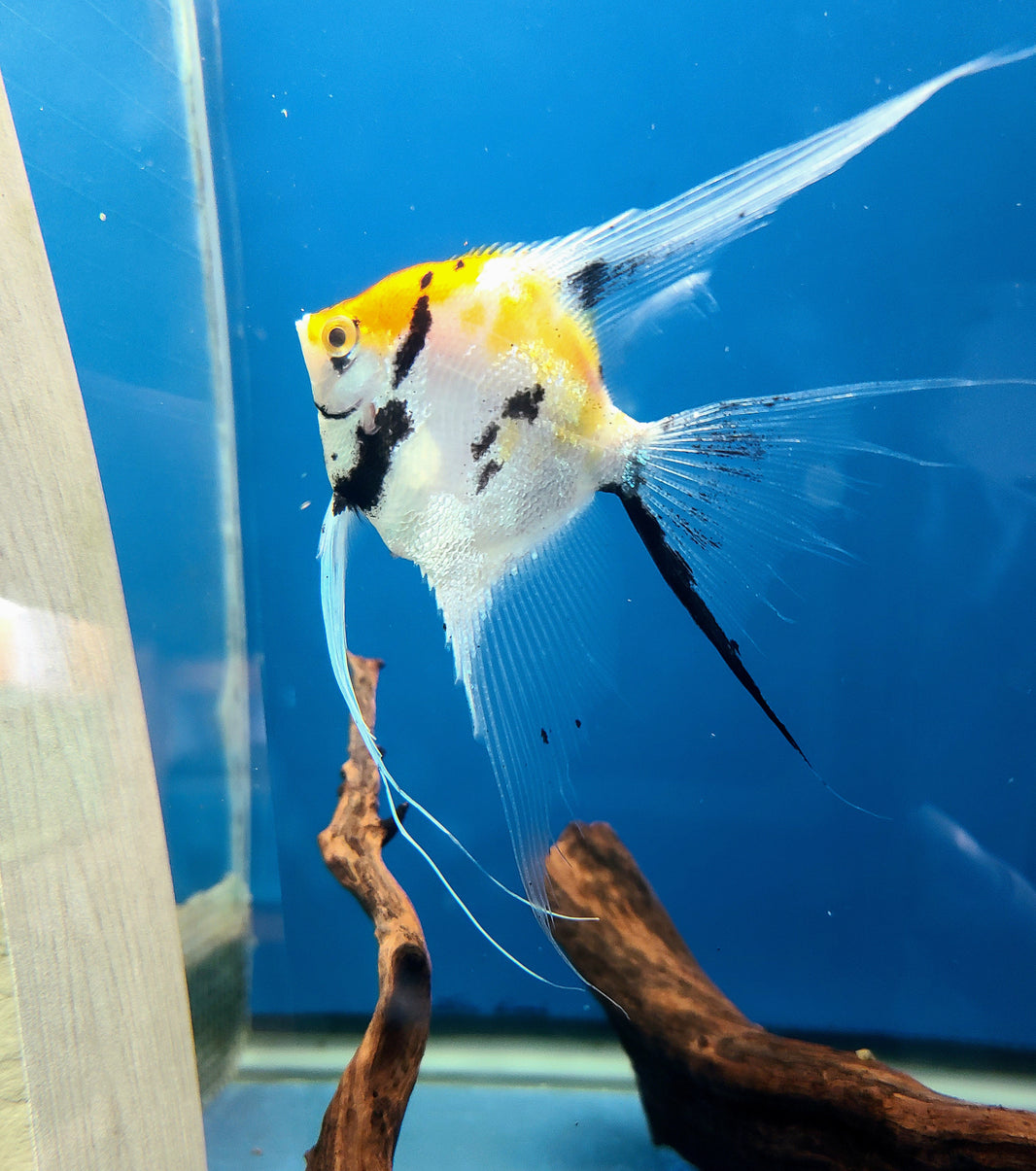 Angelfish – JC Angelfish