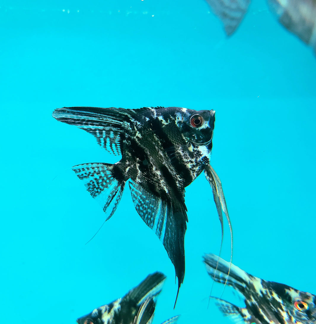 JC Angelfish - high quality freshwater angelfish for sale