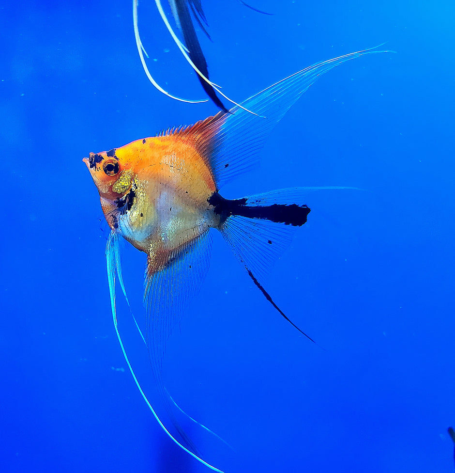 Angelfish – JC Angelfish