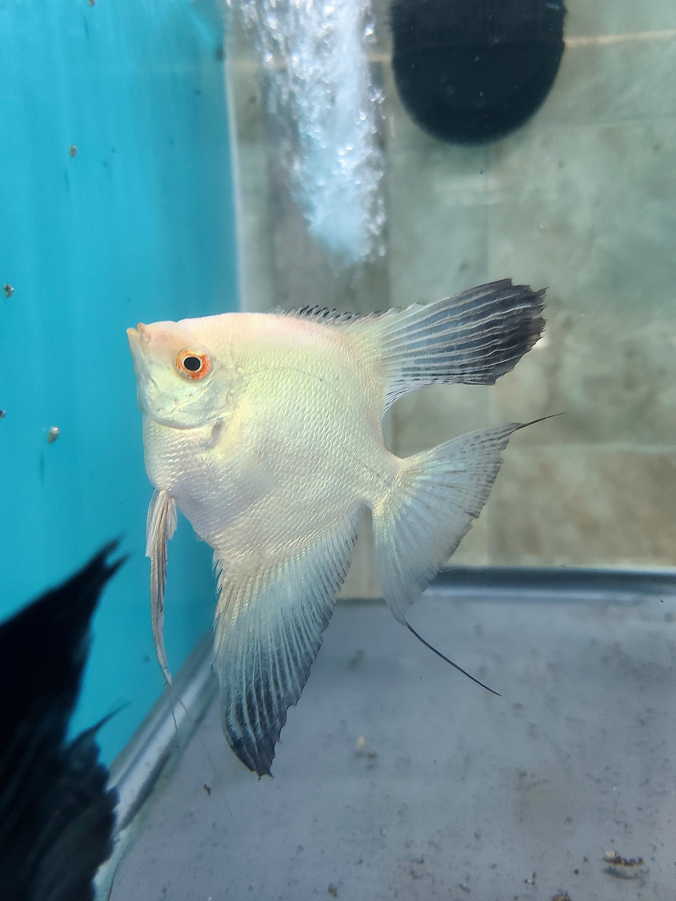 Bulgarian Sealpoint angelfish – JC Angelfish