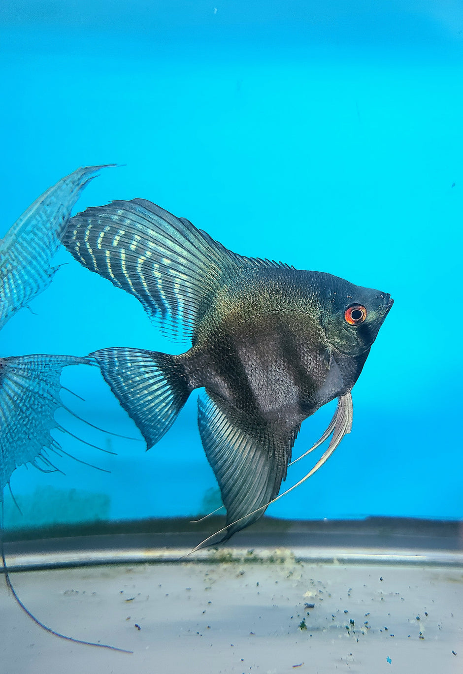 Angelfish – JC Angelfish