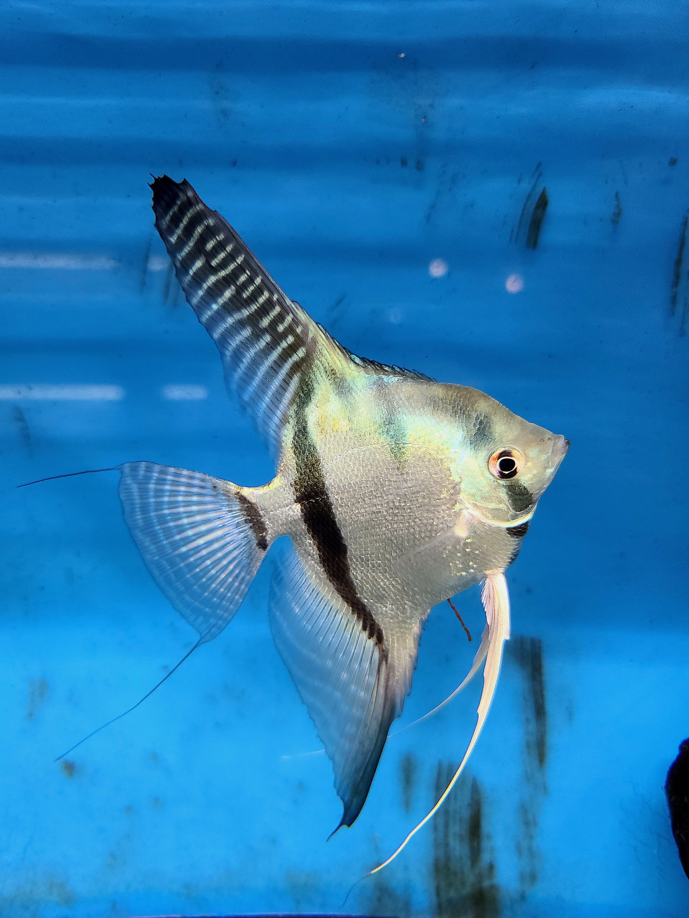 Blue silver angelfish – JC Angelfish