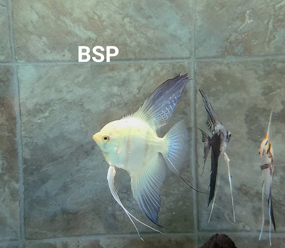 Bulgarian Sealpoint angelfish – JC Angelfish